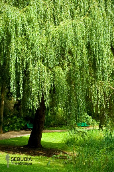 How To Care For A Willow Tree - Willow Tree Care - Guide To Willow ...
