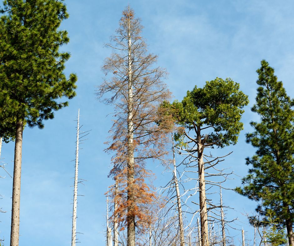 Dead Tree Removal Near You - What Should You Do About Removing a Dead ...