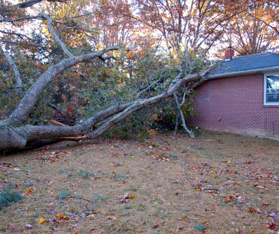 What to Do If a Tree Falls on Your Property in Ontario - Tree Fell On ...